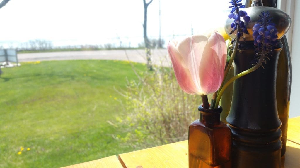 Wild Caraway Review | Dashboard Living