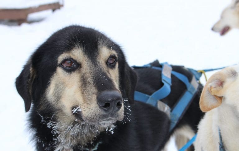 7 Things You Need To Know About Sled Dogs | DASHBOARD LIVING