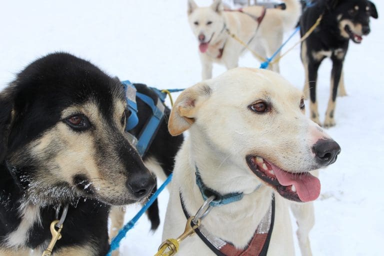 7 Things You Need To Know About Sled Dogs | DASHBOARD LIVING