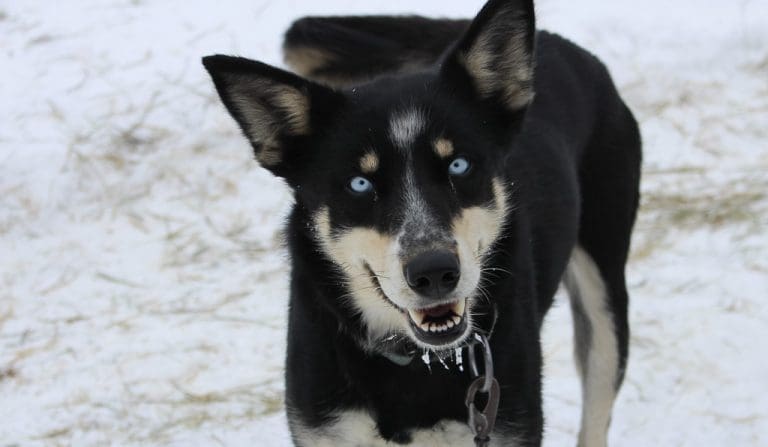 7 Things You Need To Know About Sled Dogs | DASHBOARD LIVING