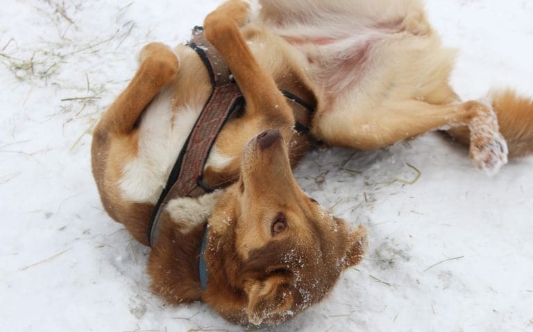 7 Things You Need To Know About Sled Dogs | DASHBOARD LIVING